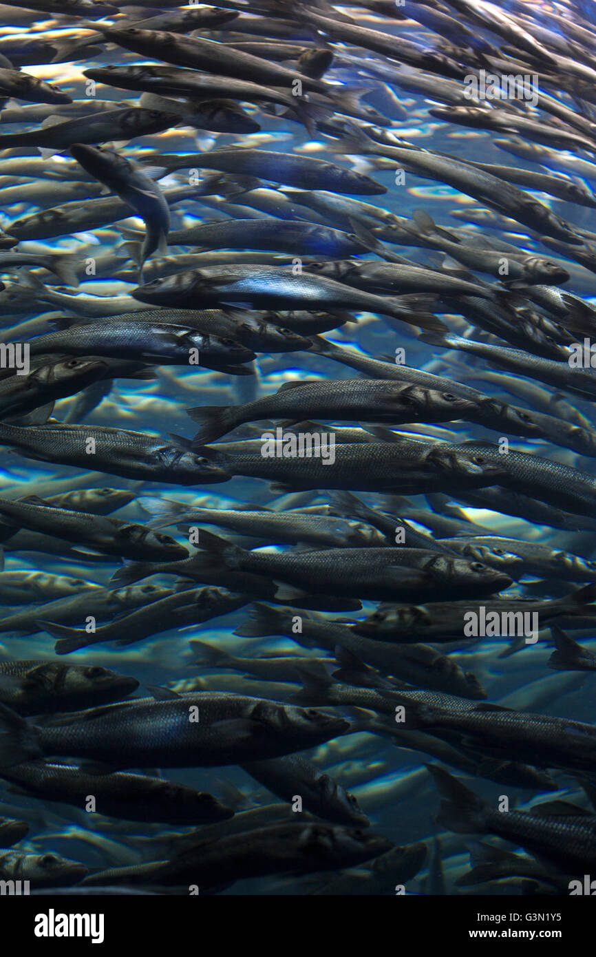 Fish school shoal in blue ocean underwater (Barracudas Stock Photo - Alamy