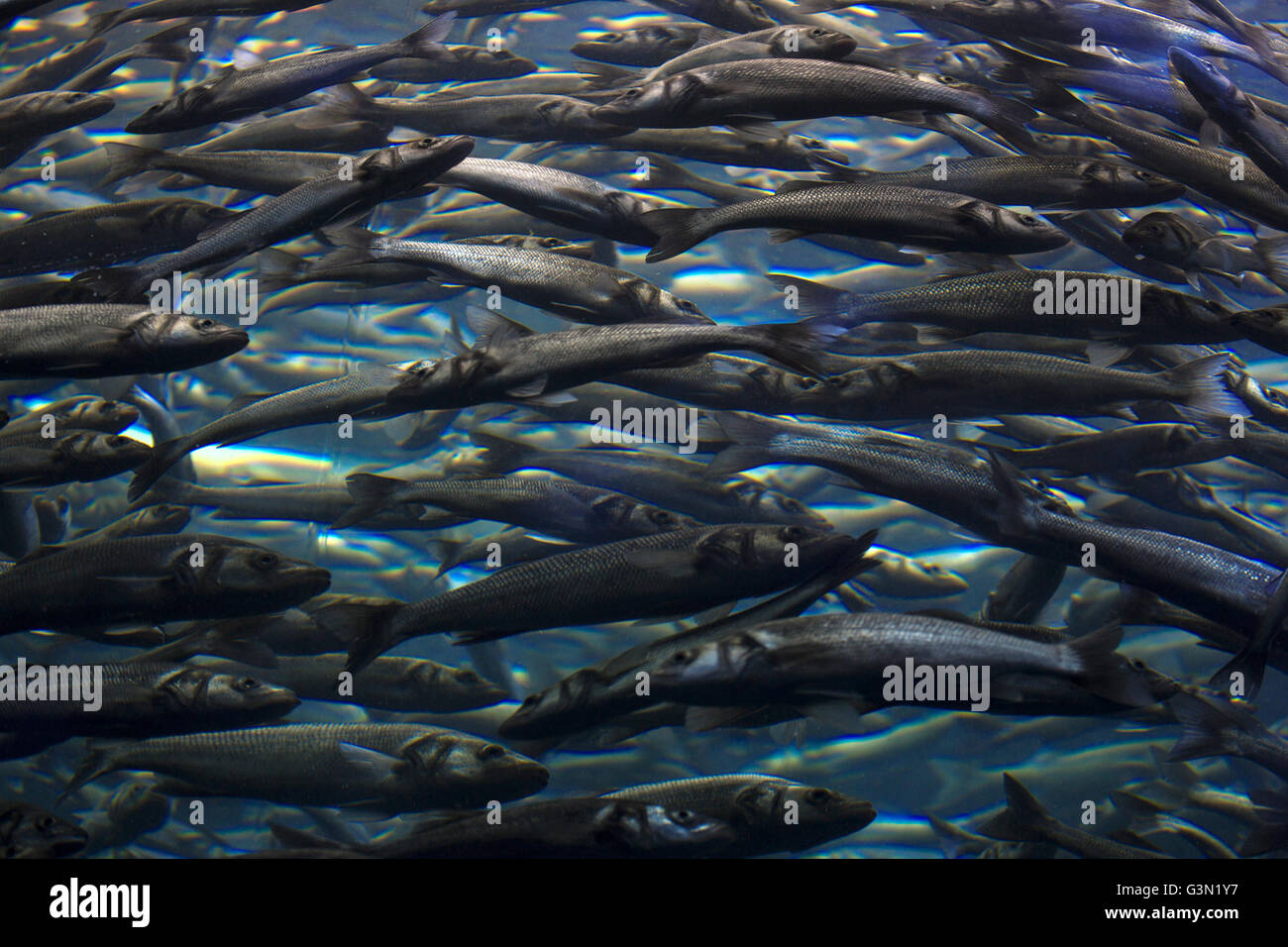 Fish school shoal in blue ocean underwater (Barracudas Stock Photo - Alamy