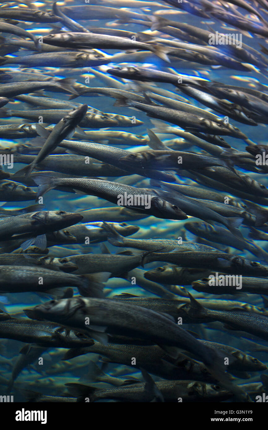 Fish school shoal in blue ocean underwater (Barracudas Stock Photo - Alamy