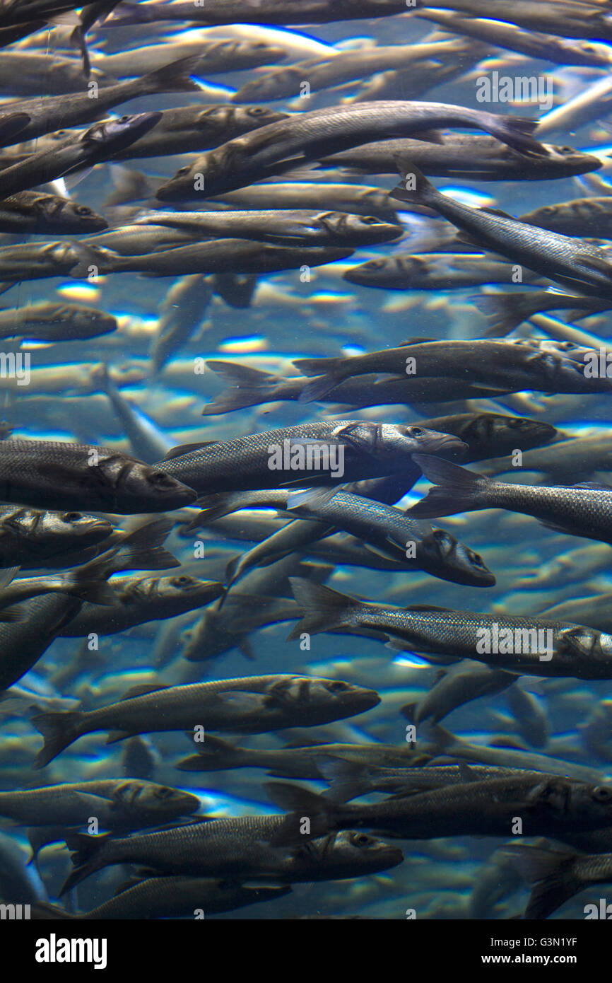 Fish school shoal in blue ocean underwater (Barracudas Stock Photo - Alamy