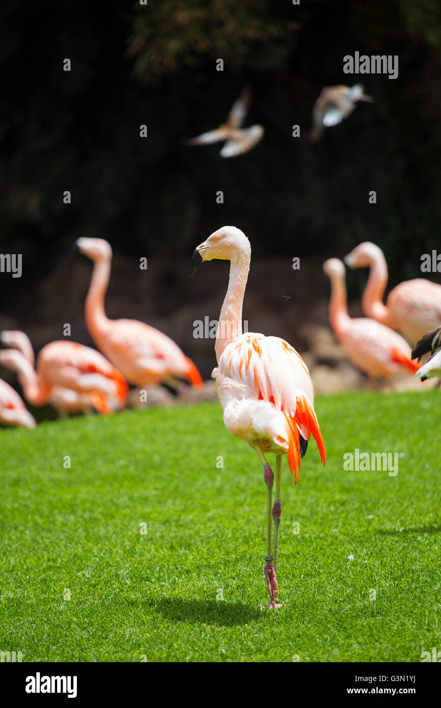 Group of pink flamingos in its natural environment. The largest colony ...
