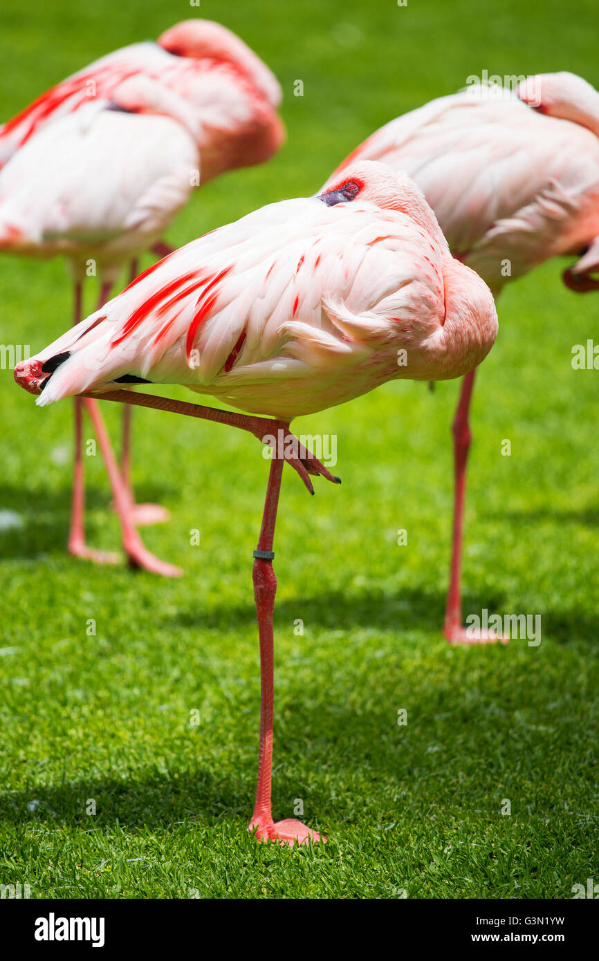 Group of pink flamingos in its natural environment. The largest colony ...