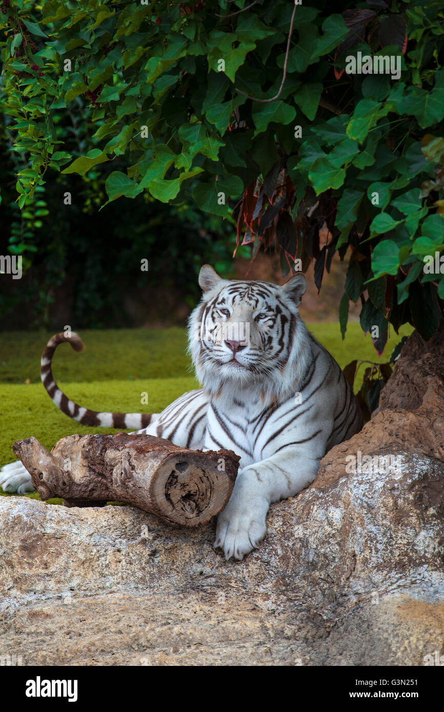 White tiger cautiously looking into the far Stock Photo - Alamy