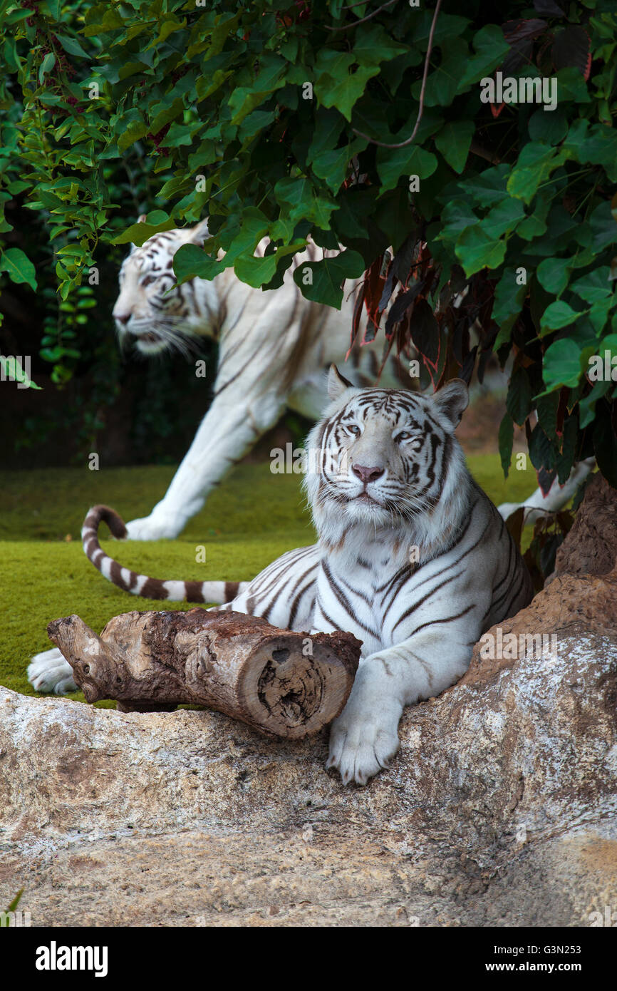 White tiger cautiously looking into the far Stock Photo - Alamy