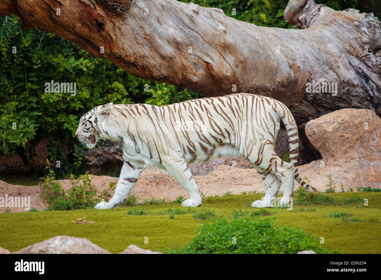 White tiger cautiously looking into the far Stock Photo - Alamy