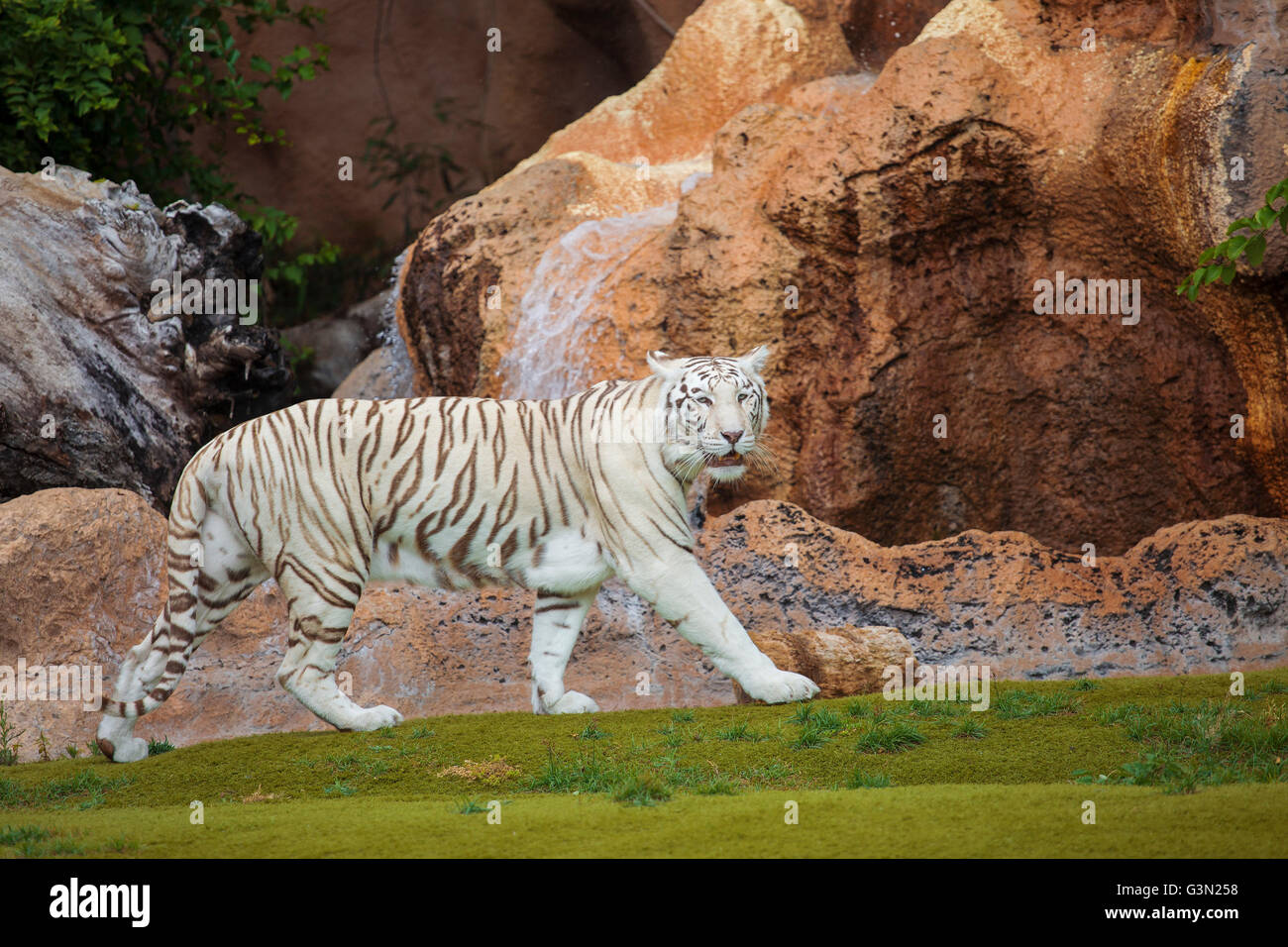 Endangered white tiger hi-res stock photography and images - Alamy