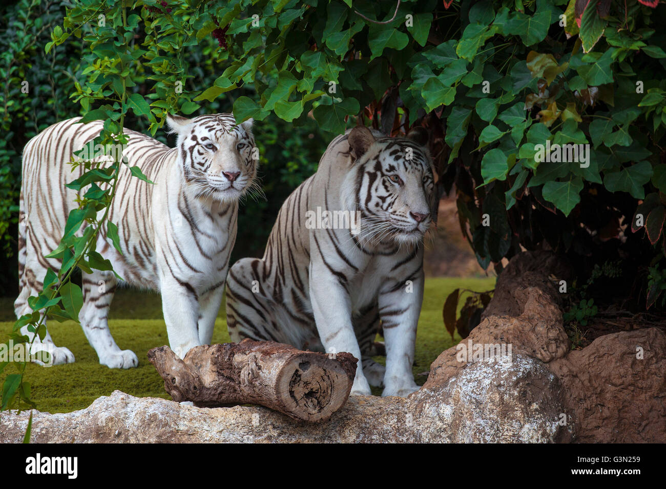 White tiger cautiously looking into the far Stock Photo - Alamy