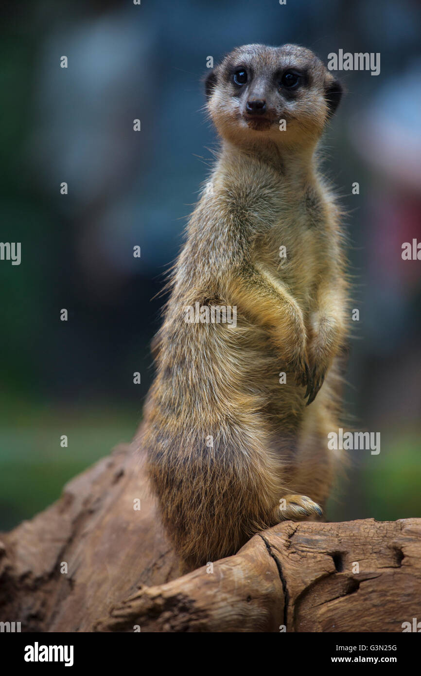 Meerkat standing on the stone Stock Photo - Alamy
