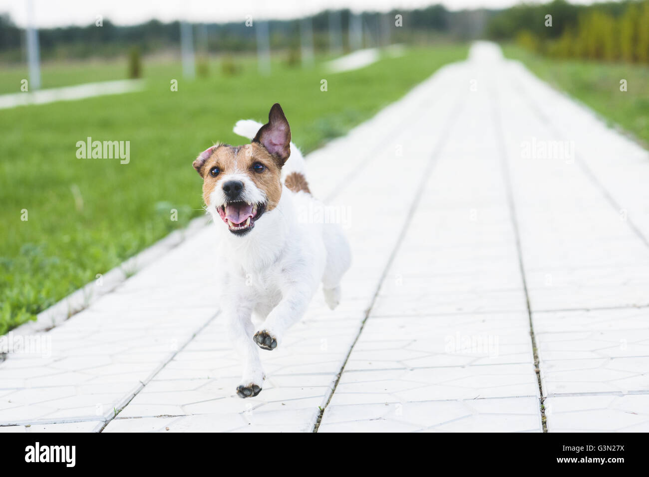 Dog Running Away From Camera