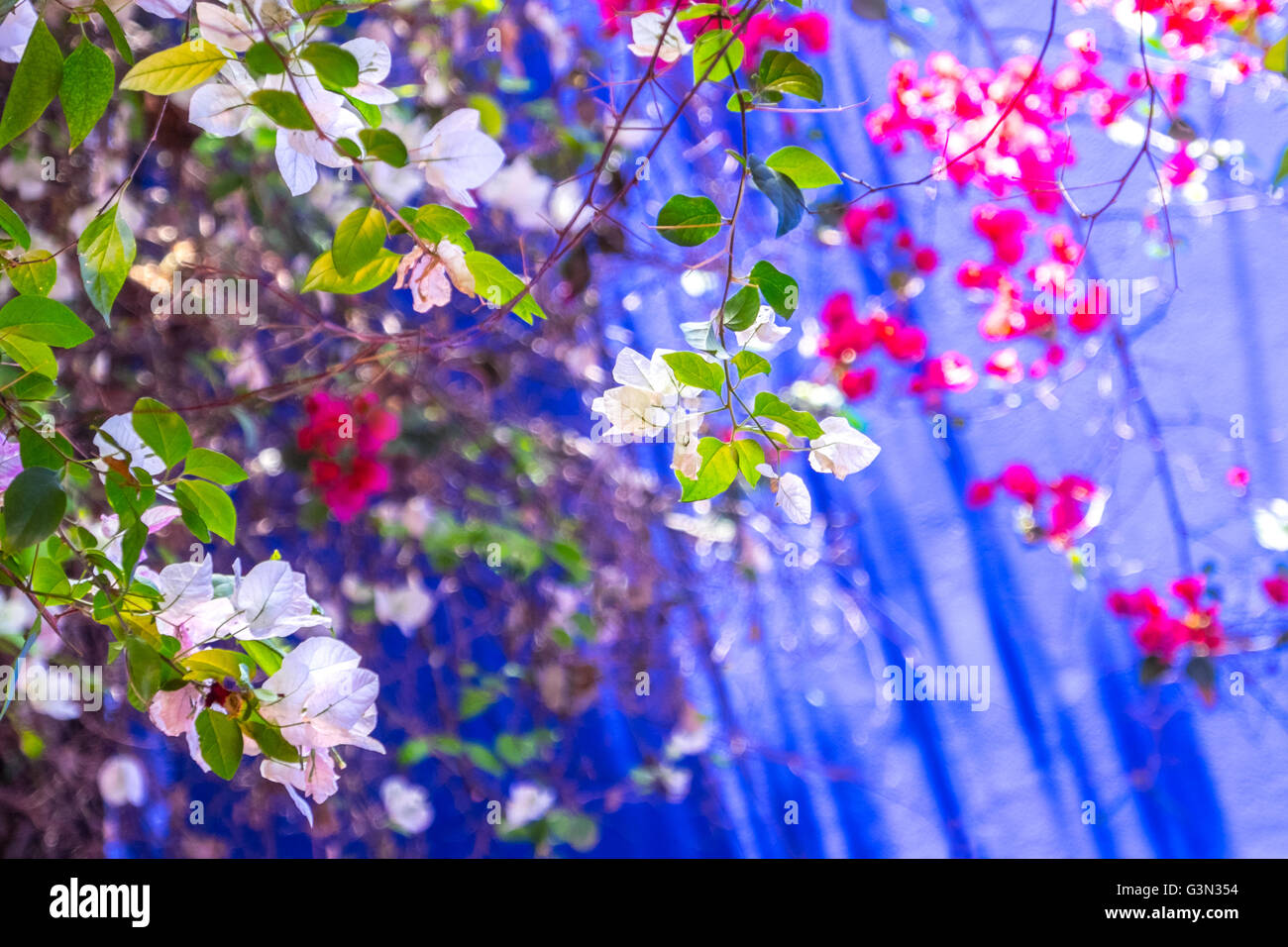Morocco flowers hi-res stock photography and images - Alamy