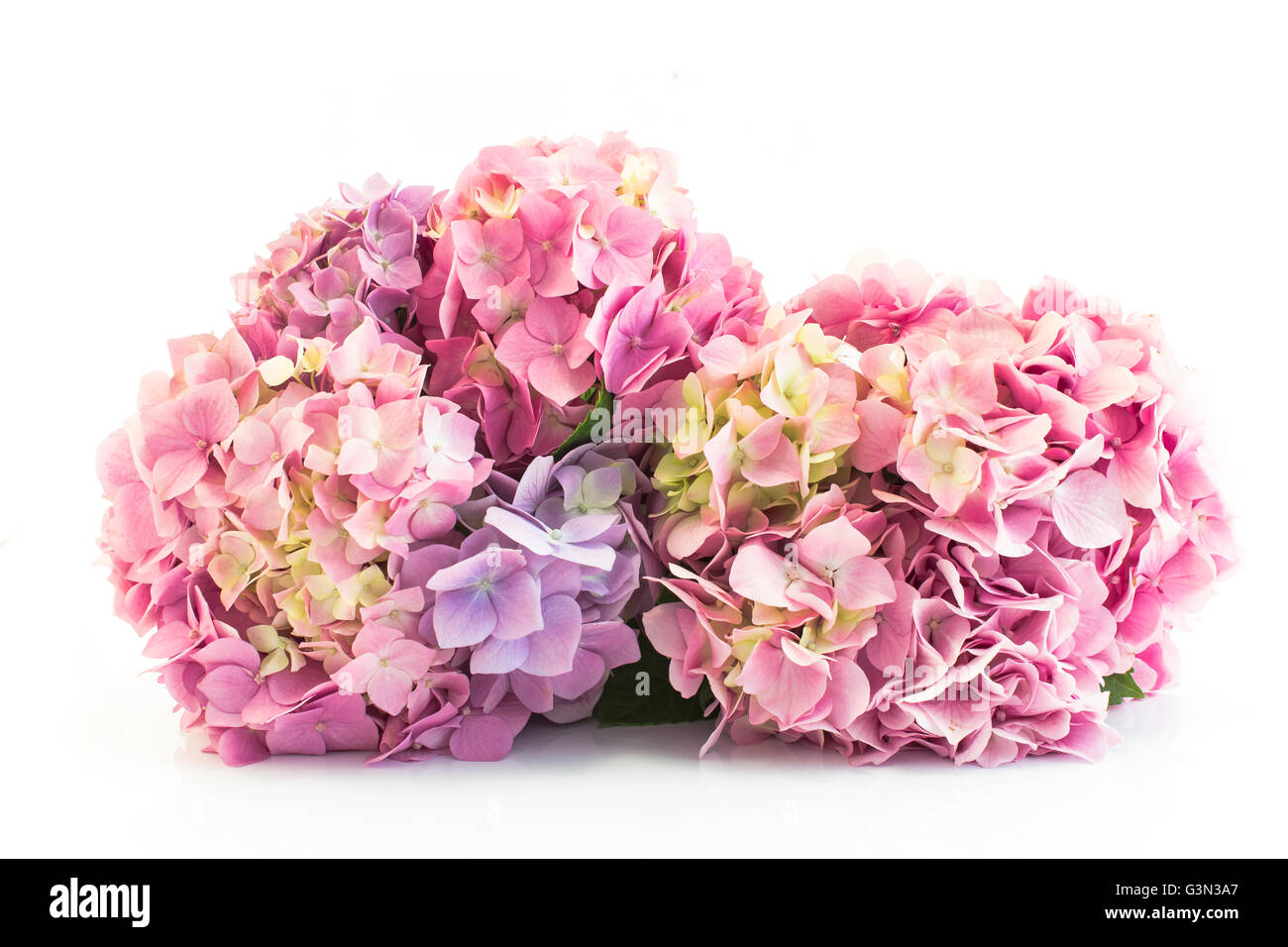 Hydrangea Flowers Isolated on White Stock Photo - Alamy