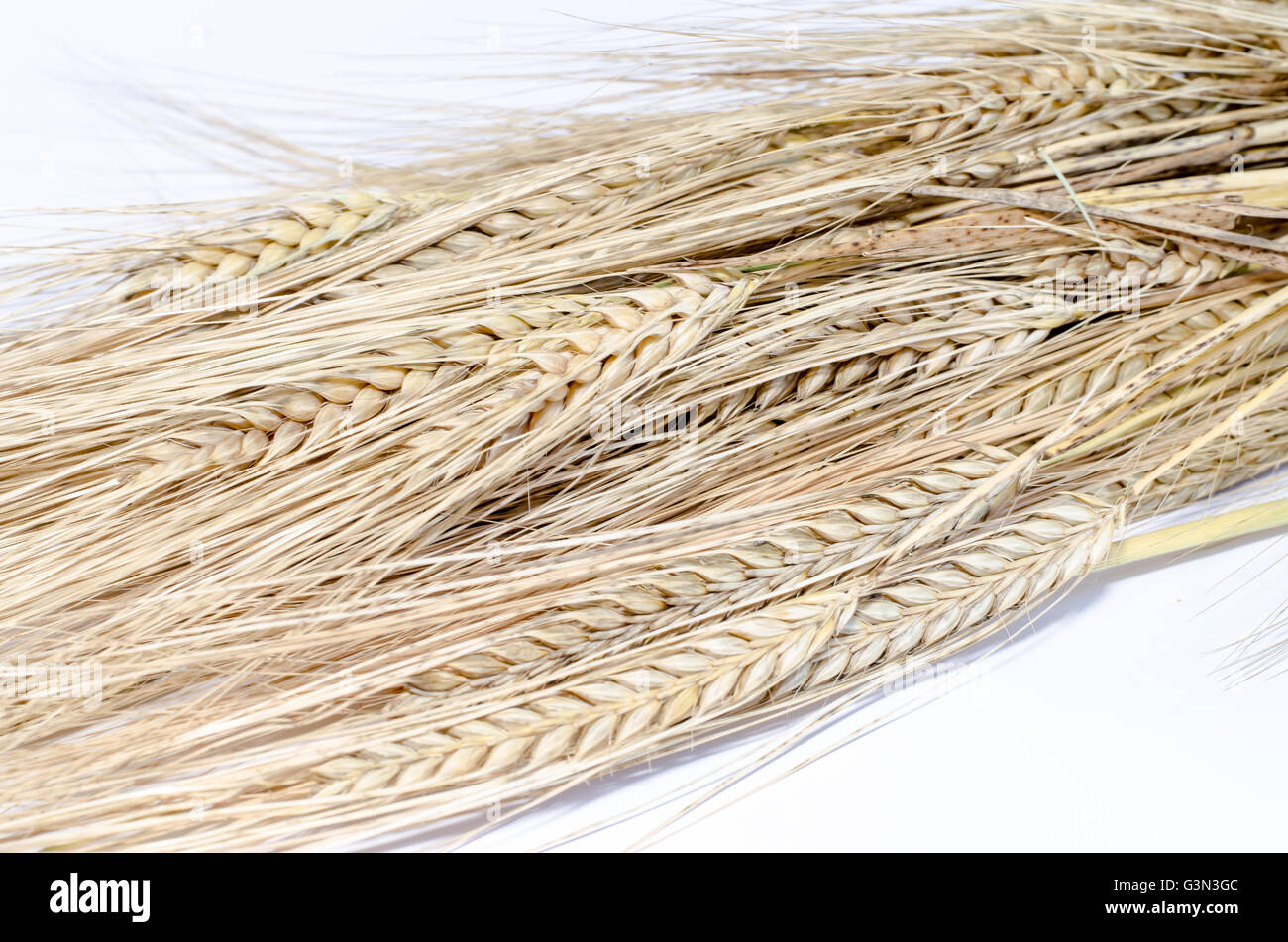 isolated spikes of rye image Stock Photo - Alamy