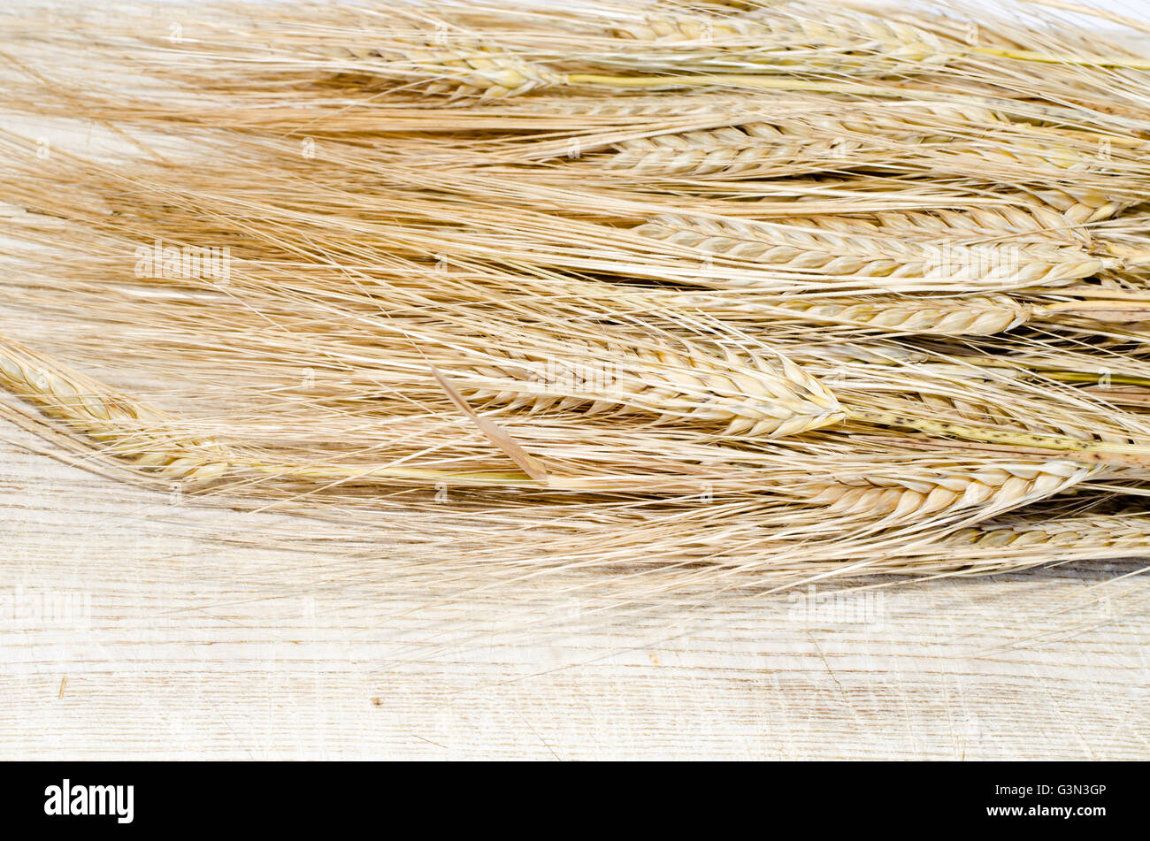 isolated spikes of rye image Stock Photo - Alamy