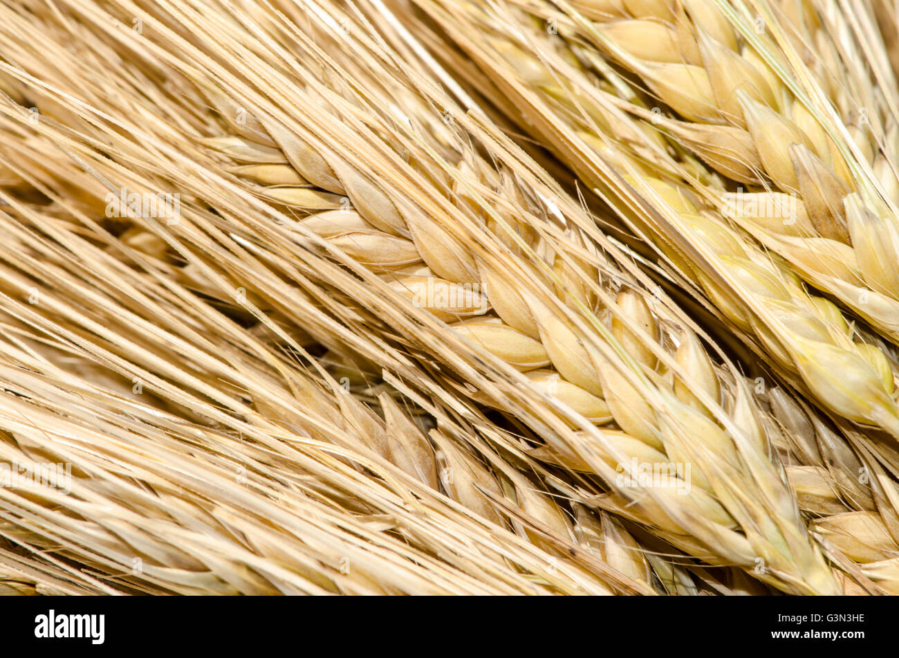 detail of spikes of rye image Stock Photo - Alamy