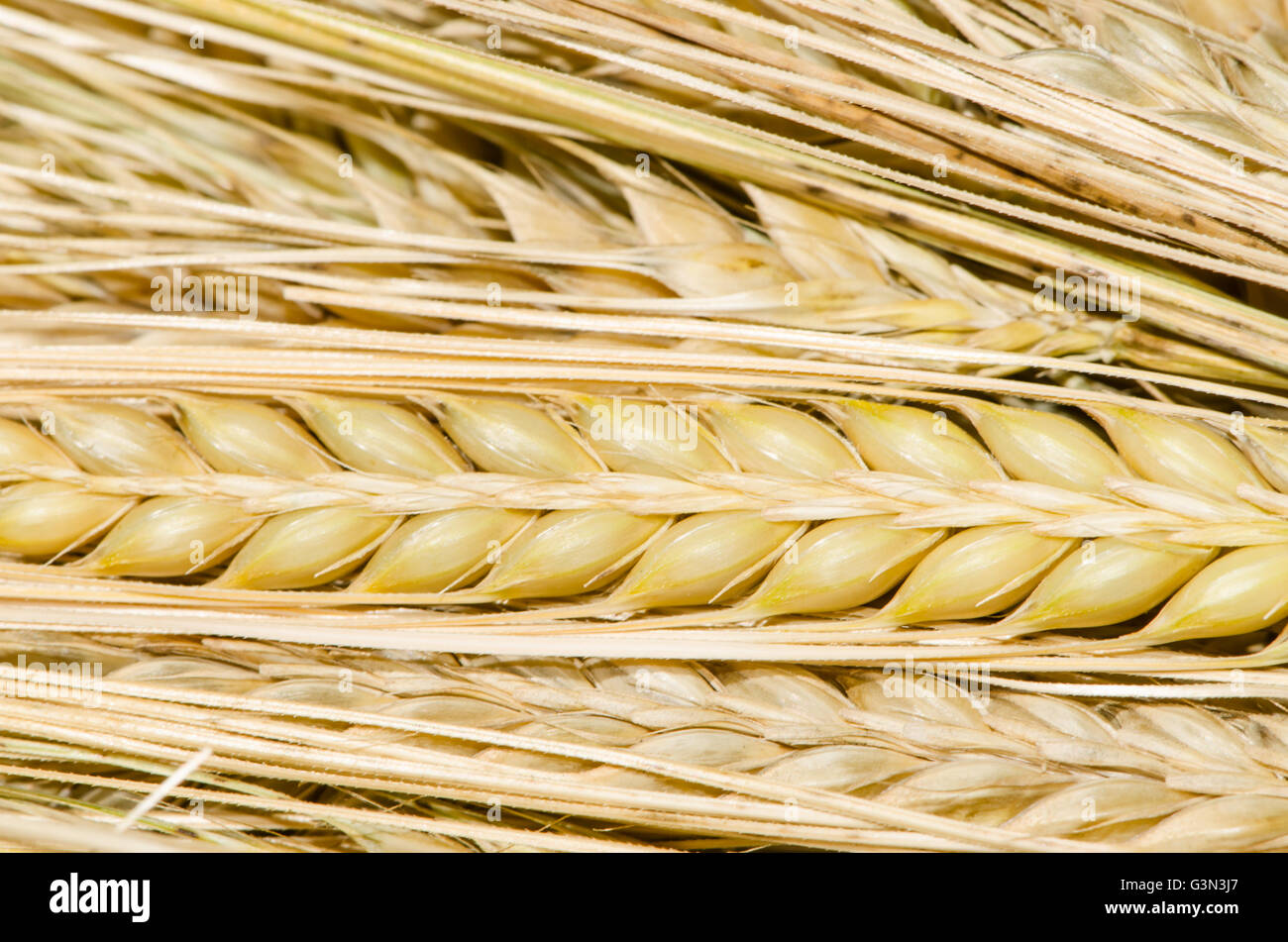 detail of spikes of rye image Stock Photo - Alamy