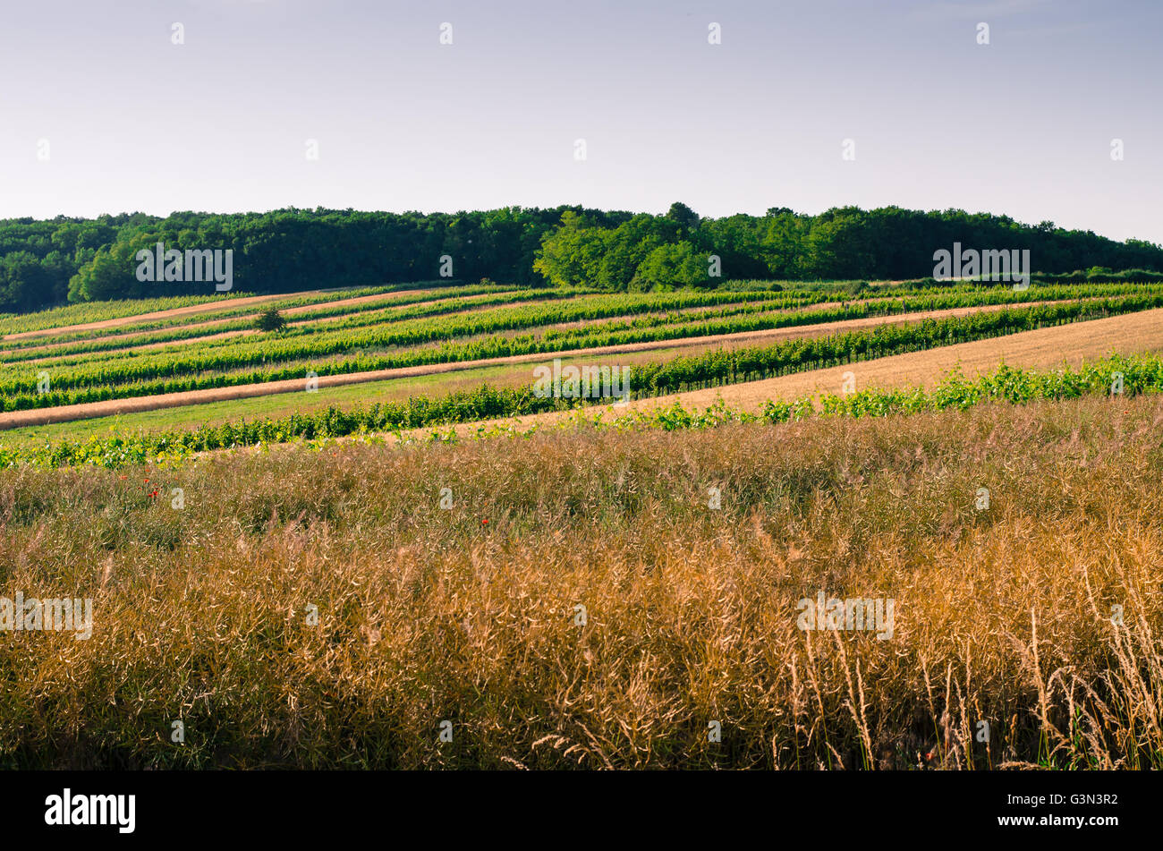 rye field and vineyard landscape image Stock Photo - Alamy