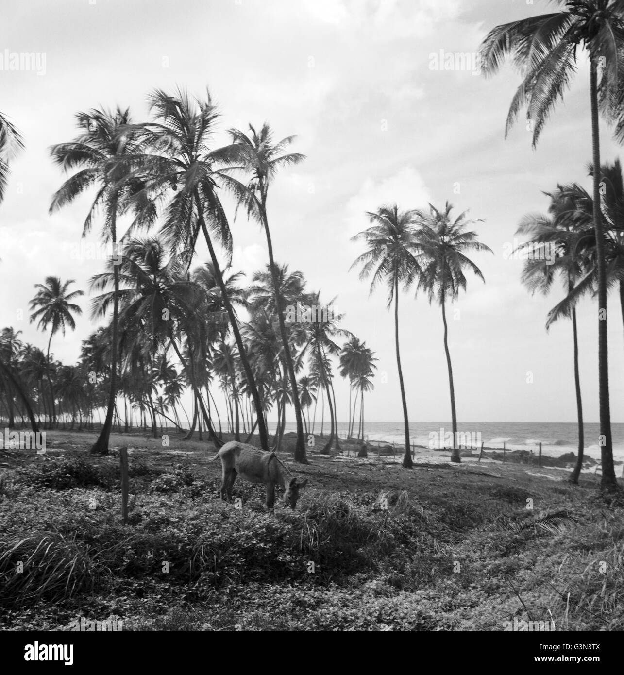 Am Strand von Itapua, Brasilien 1966. At the beach of Itapua, Brasil ...