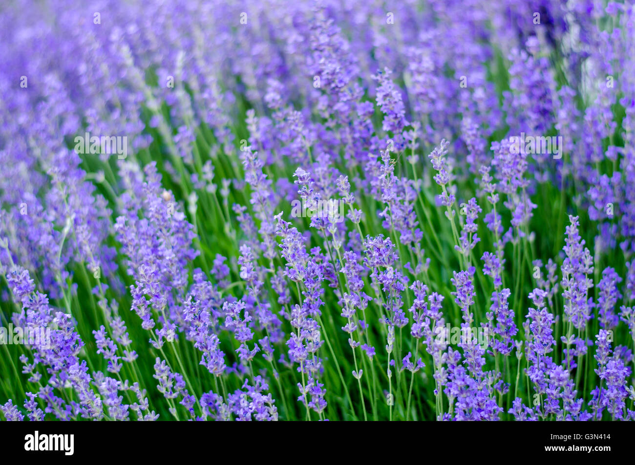 Levander plant hi-res stock photography and images - Alamy