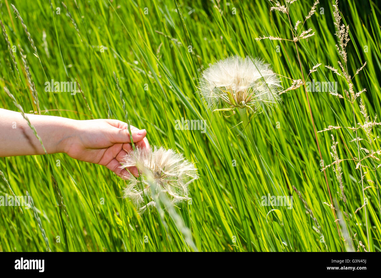 child hand and blossoming flower Stock Photo - Alamy