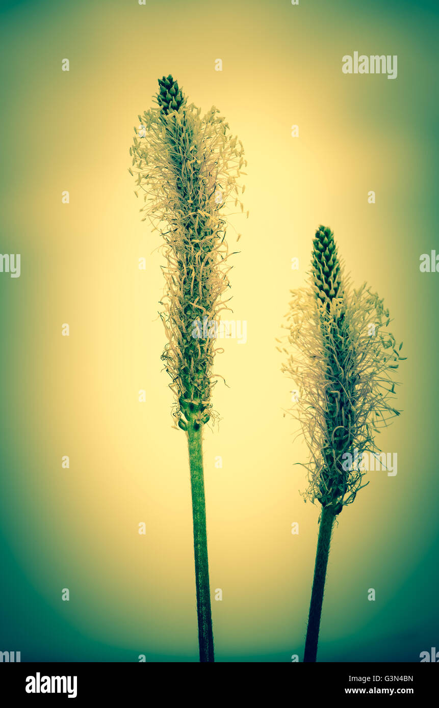detain of plantain flower at sunset Stock Photo - Alamy
