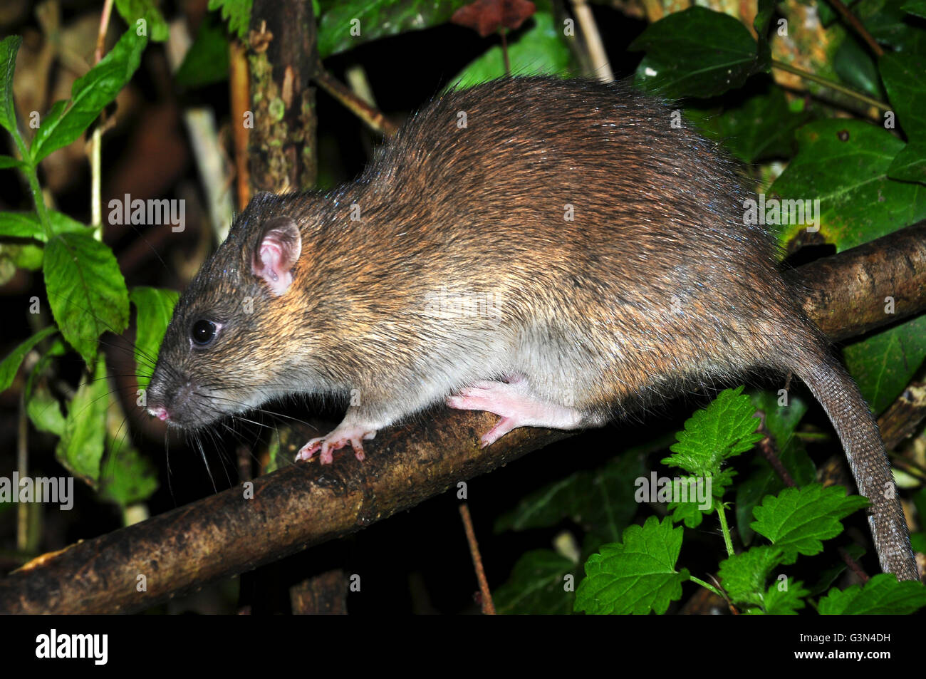Common Rat Uk High Resolution Stock Photography and Images - Alamy