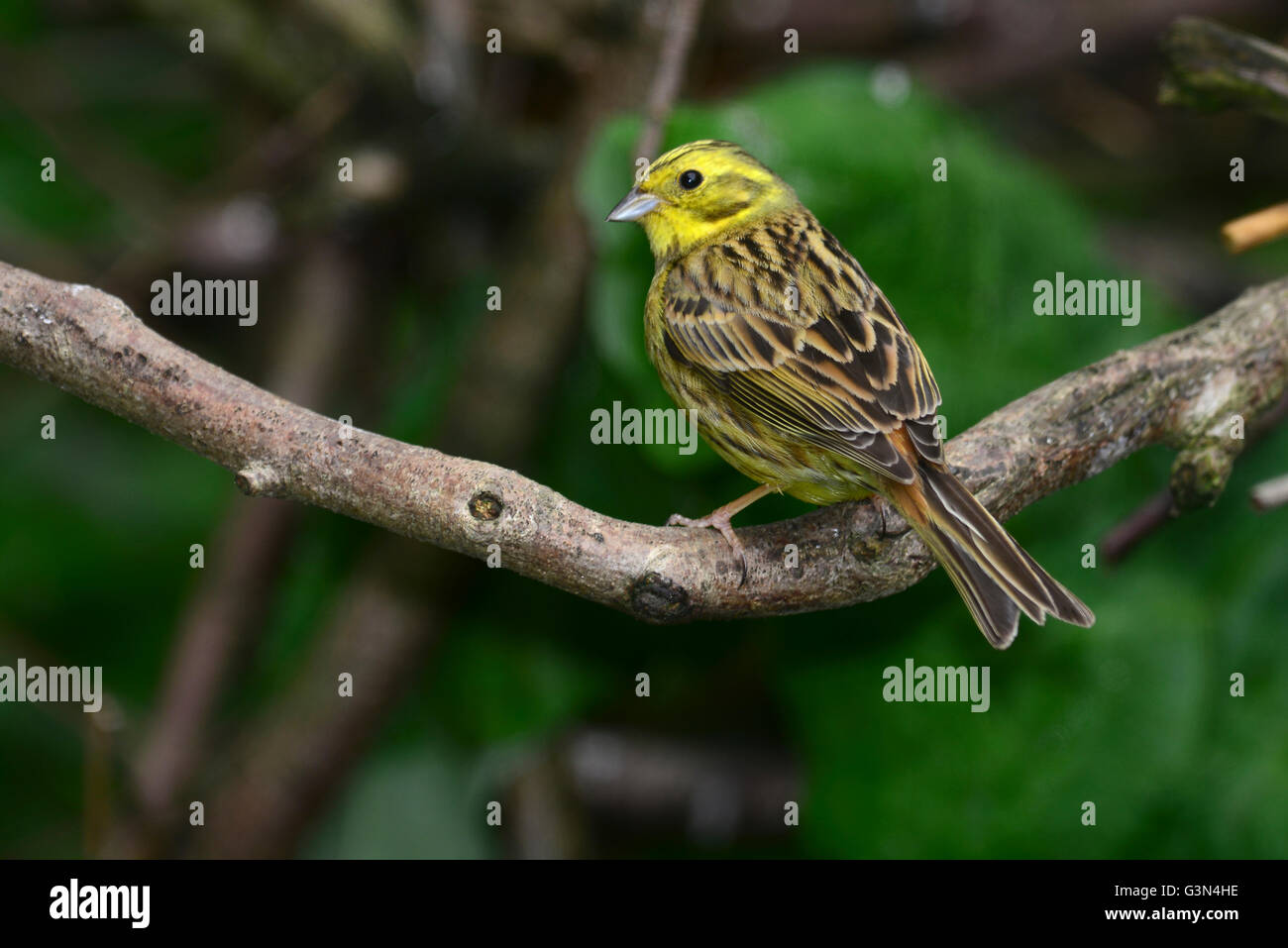 Yellowhammer close up hi-res stock photography and images - Alamy