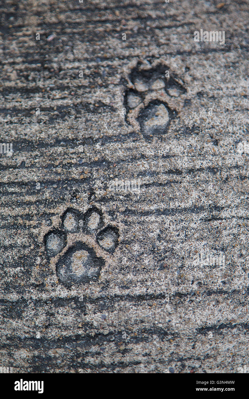 Closeup of the feline footprints dried in a concrete Stock Photo - Alamy
