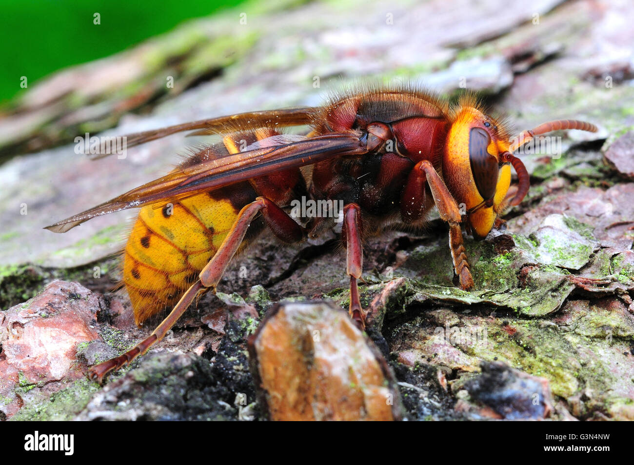 Hornet hi-res stock photography and images - Alamy