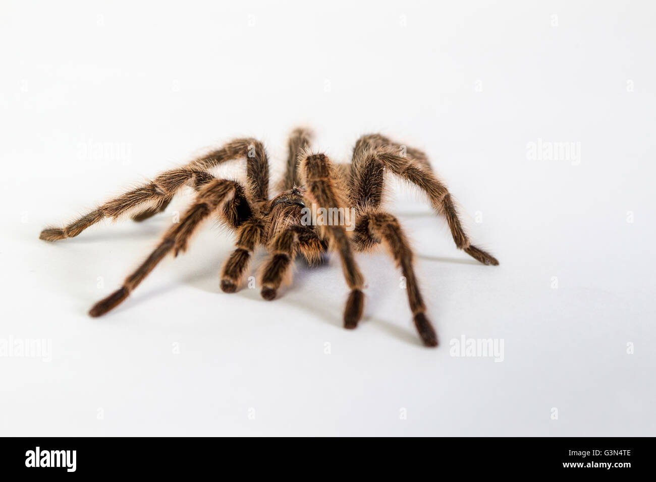 Tarantulas hi-res stock photography and images - Alamy