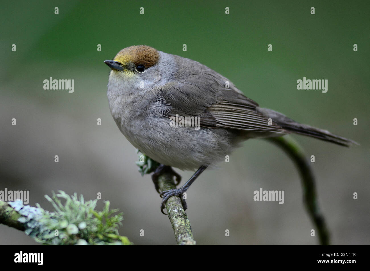 Female blackcap hi-res stock photography and images - Alamy