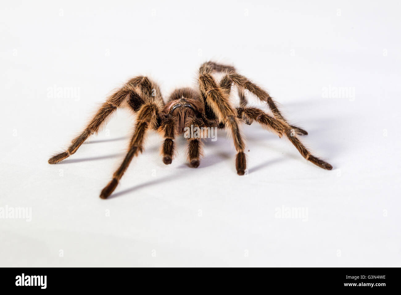Tarantulas and bird spiders theraphosidae hi-res stock photography and ...