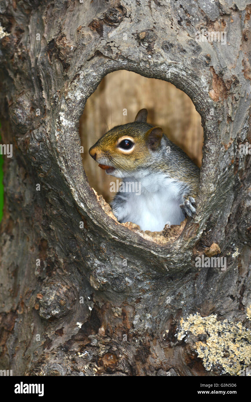 Grey Squirrel Tree High Resolution Stock Photography and Images - Alamy