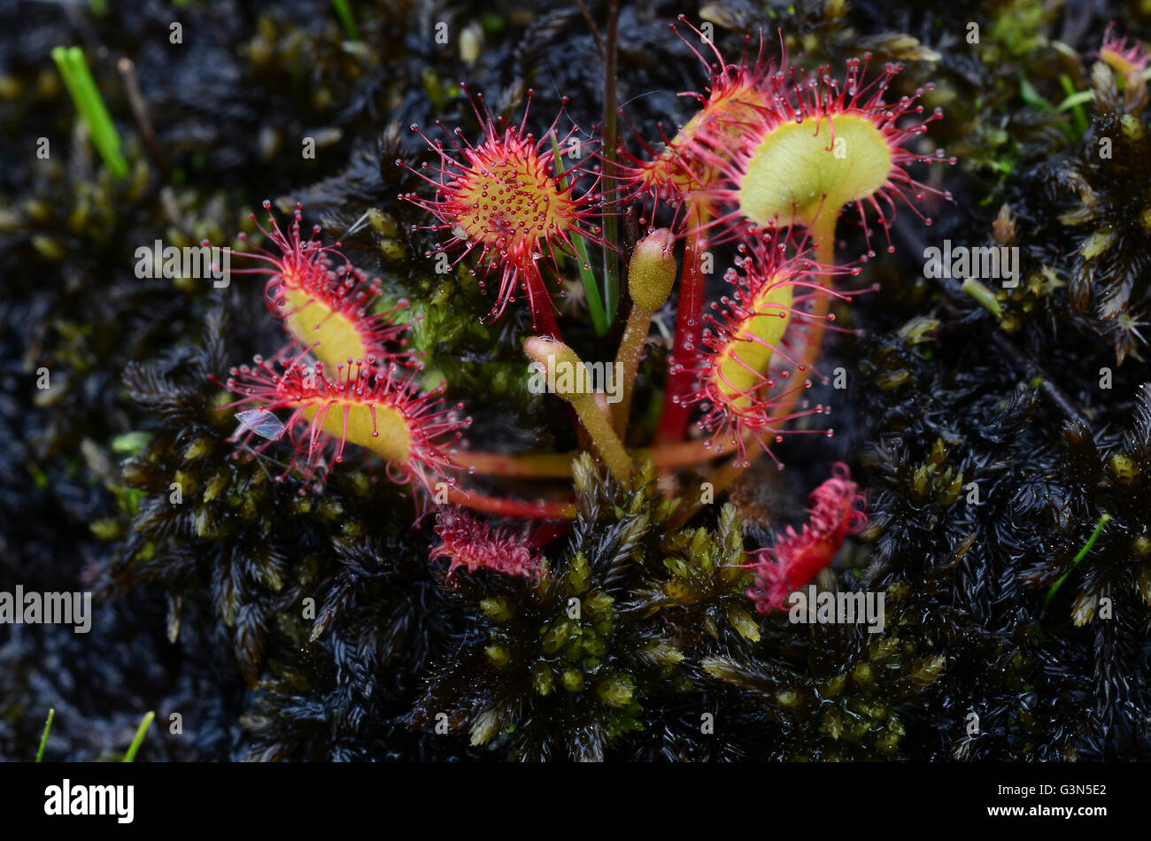 A view of the insect eating oblong-leaved sundew UK Stock Photo - Alamy