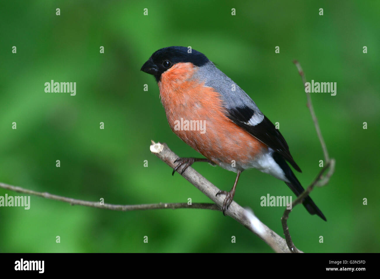 Garden bullfinches hi-res stock photography and images - Alamy