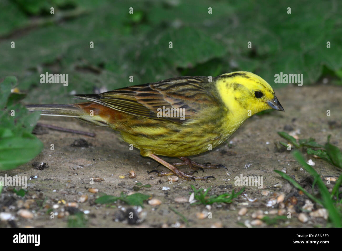 Yellowhammer portrait hi-res stock photography and images - Alamy