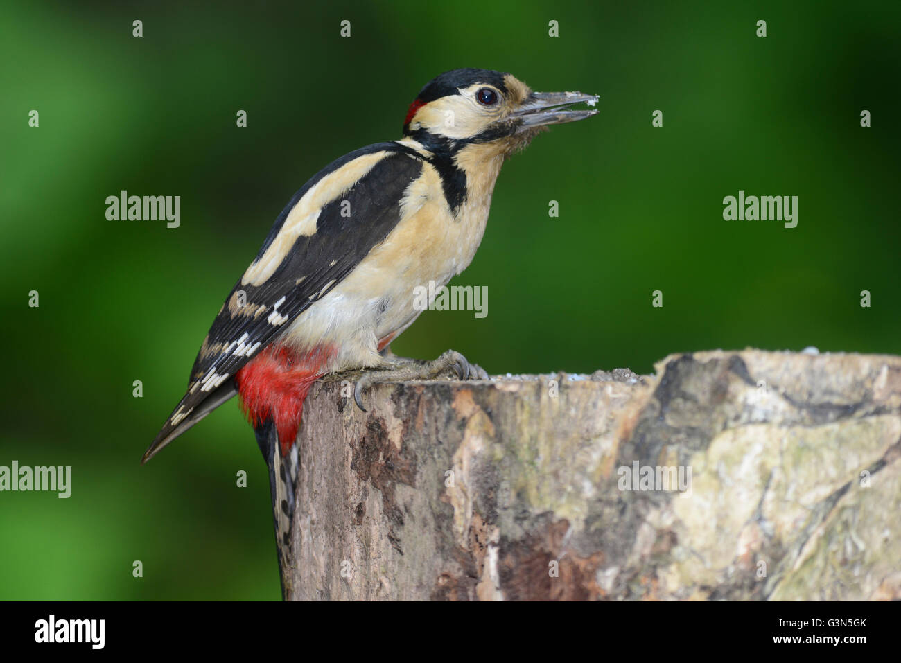 great spotted woodpecker Stock Photo - Alamy