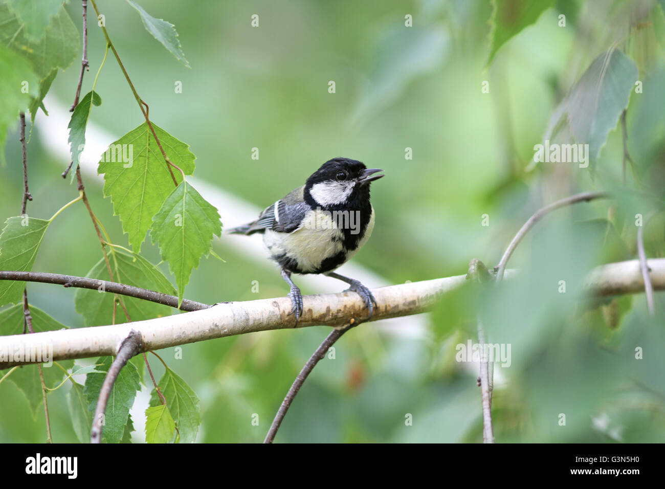 Great titmouse nestling bird sitting on a branch at the beginning of ...