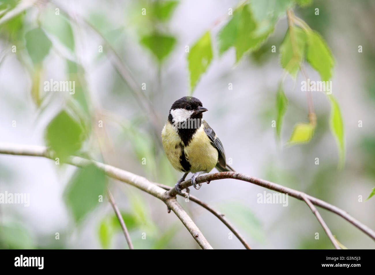 Great titmouse nestling bird sitting on a branch at the beginning of ...