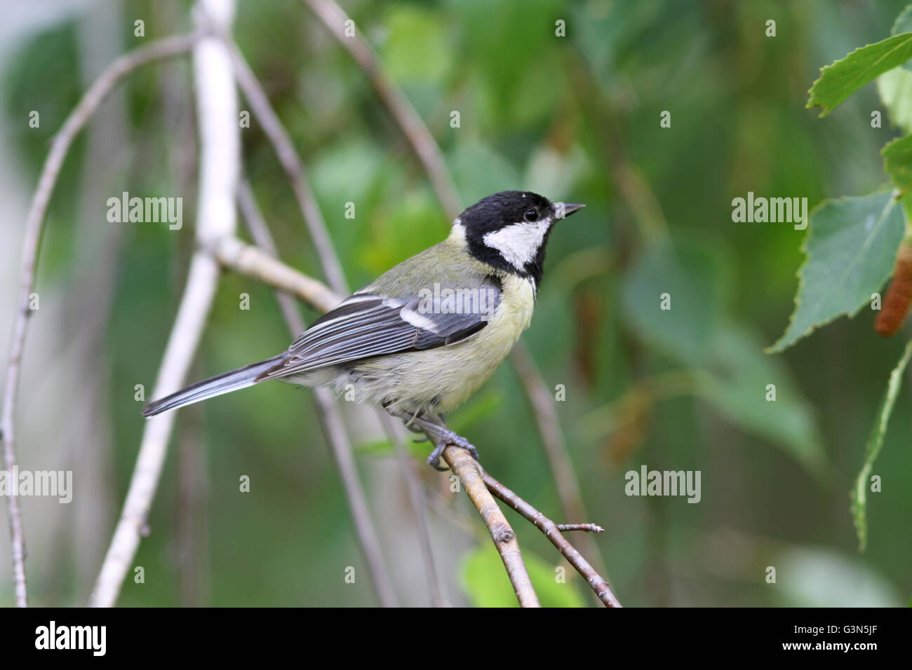 Baby great tit aka parus major learn to fly springtime Stock Photo - Alamy