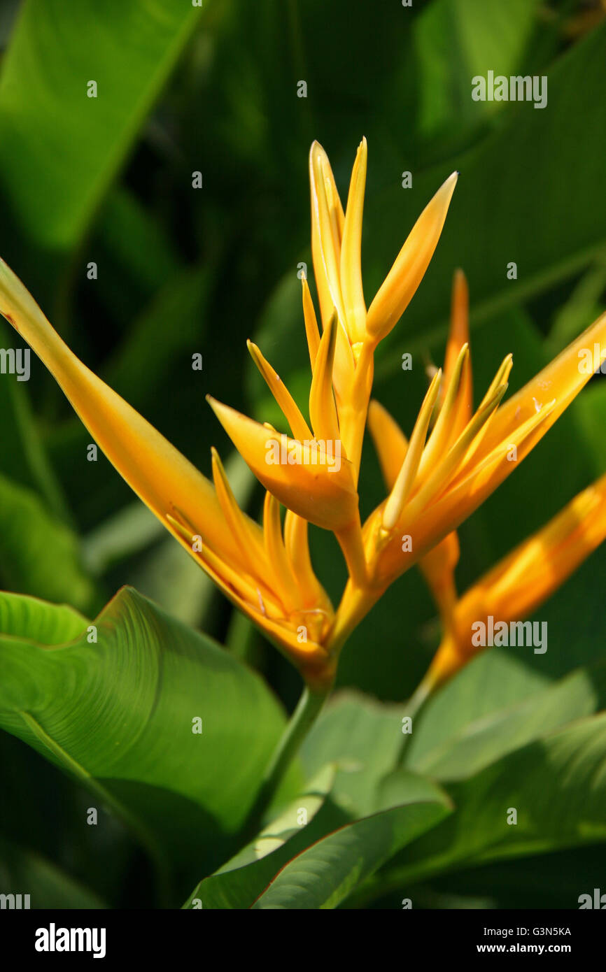 Yellow strelitzia in a park in South Vietnam Stock Photo - Alamy