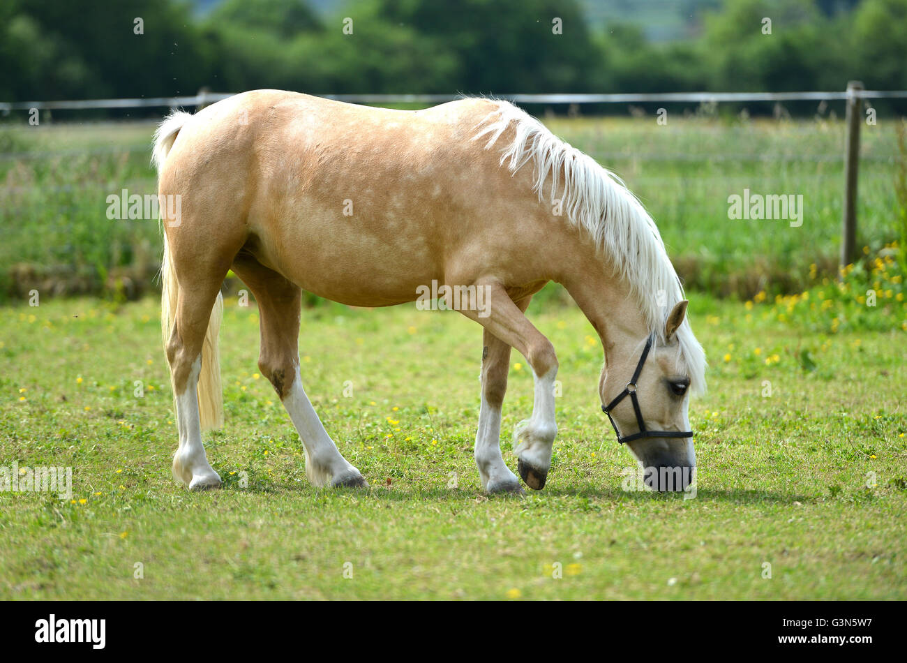Young pale horse (filly Stock Photo - Alamy