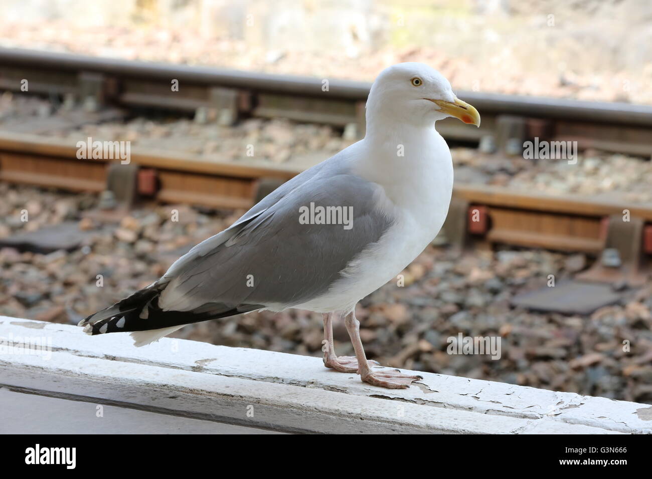 A seagull on the train station platform at Dundee Stock Photo - Alamy
