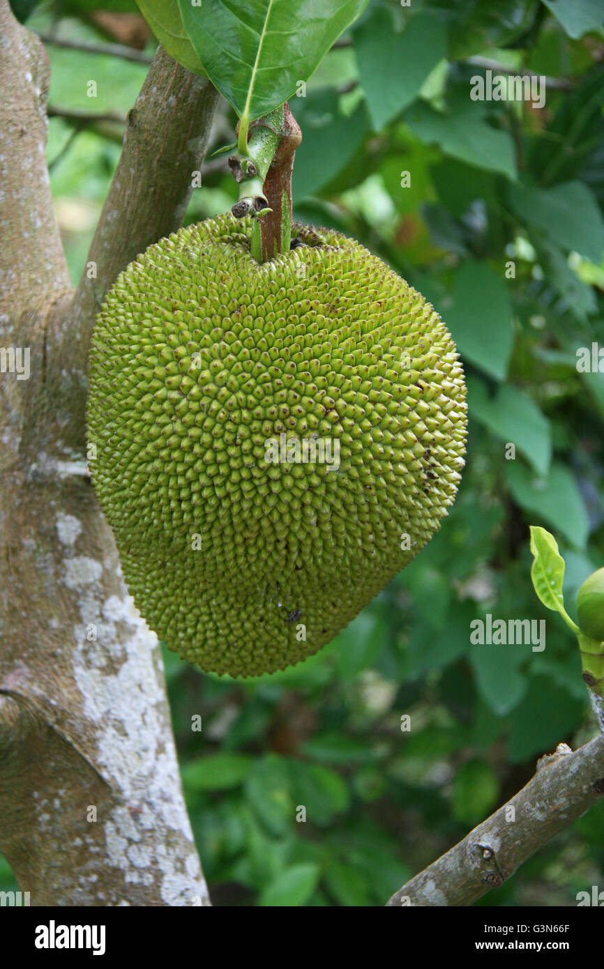 Jacquier tree fruit hi-res stock photography and images - Alamy