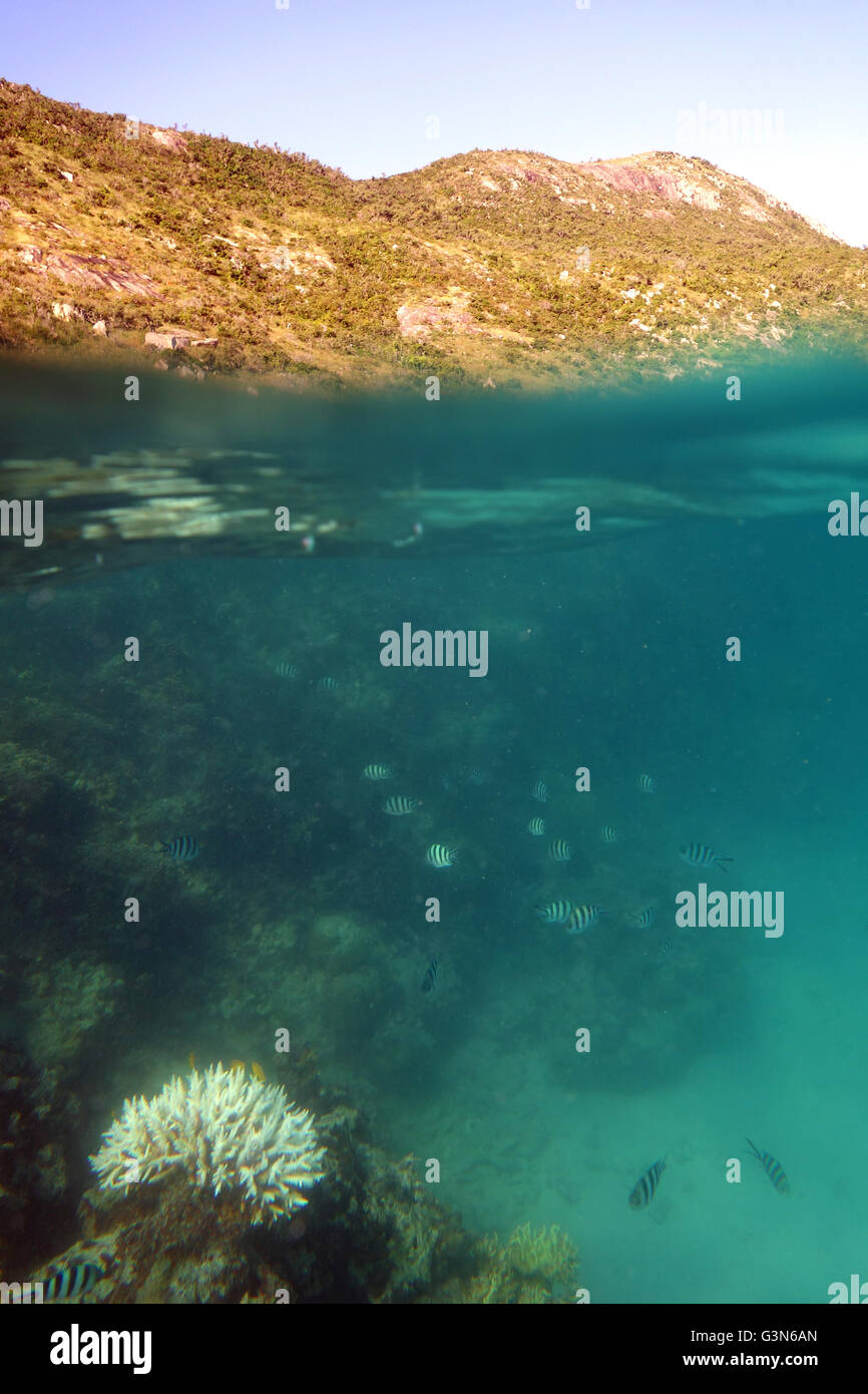 Coral bleaching great barrier reef hi-res stock photography and images ...