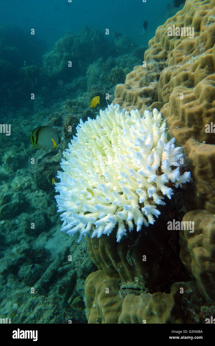 Bleached Acropora coral colony with fish in Turtle Bay, Lizard Island ...