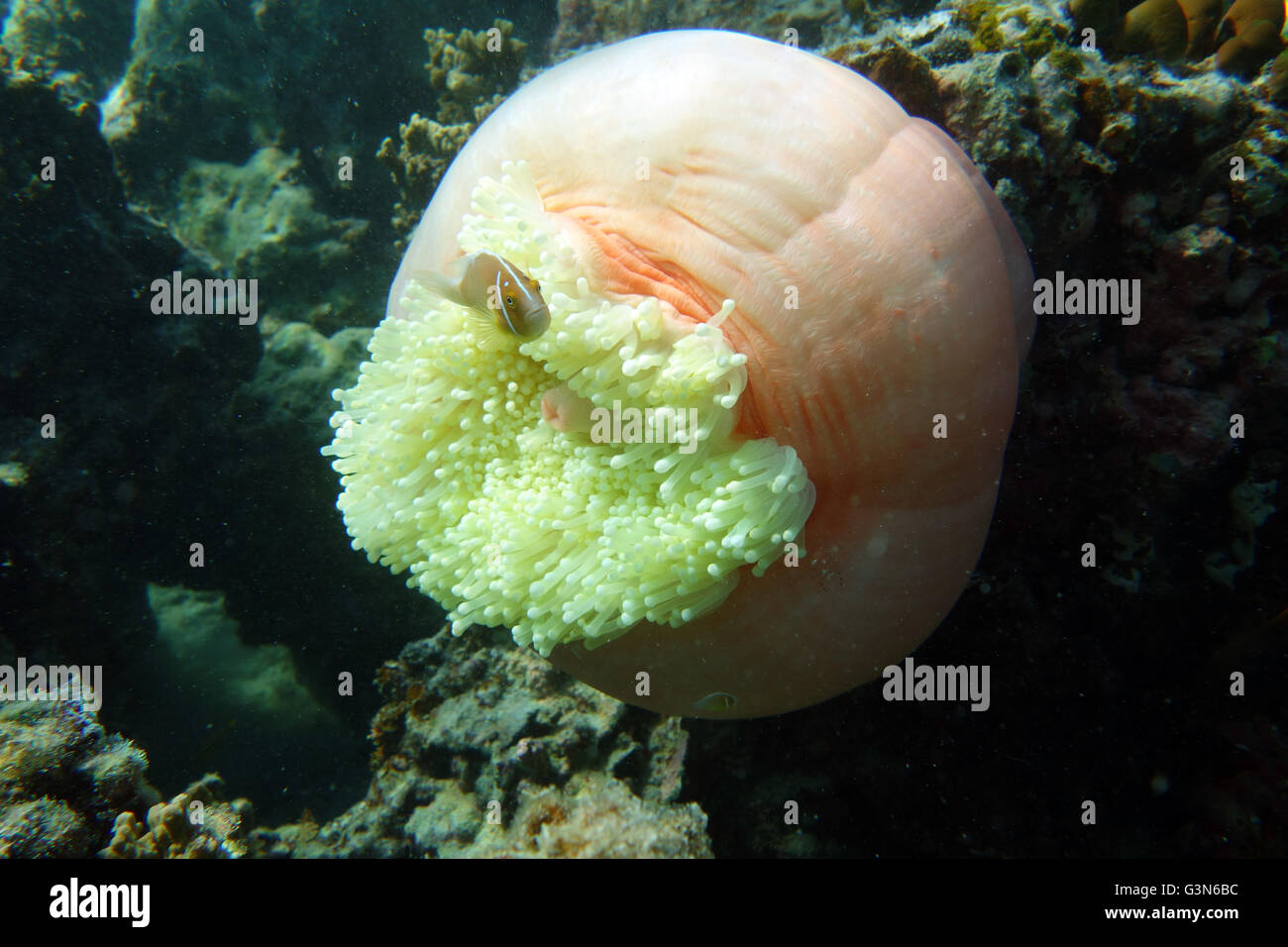 Bleached white anemone with resident anemonefish, Watson's Bay, Lizard ...