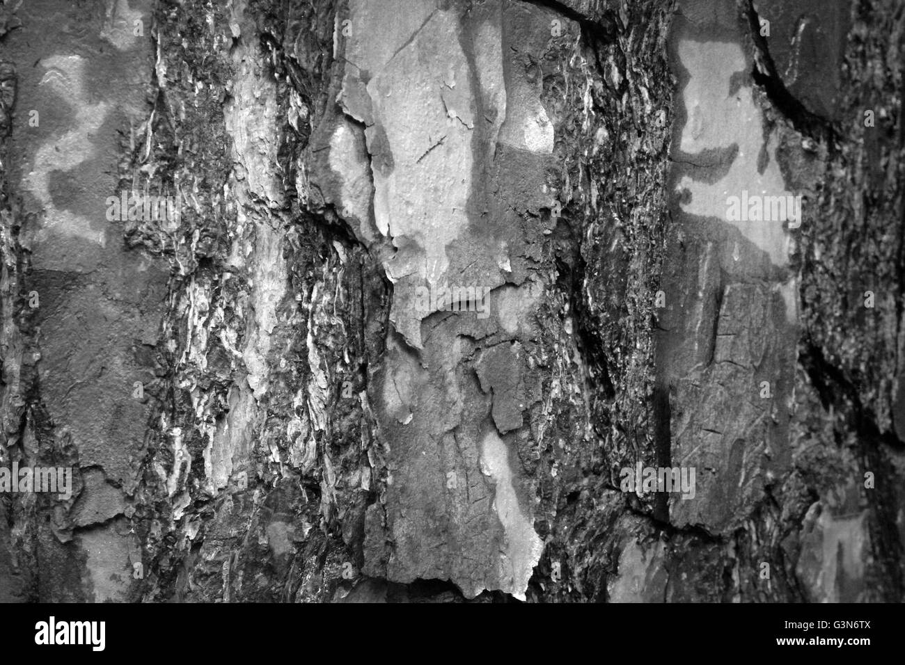 Macro Bark in Black and White Stock Photo - Alamy