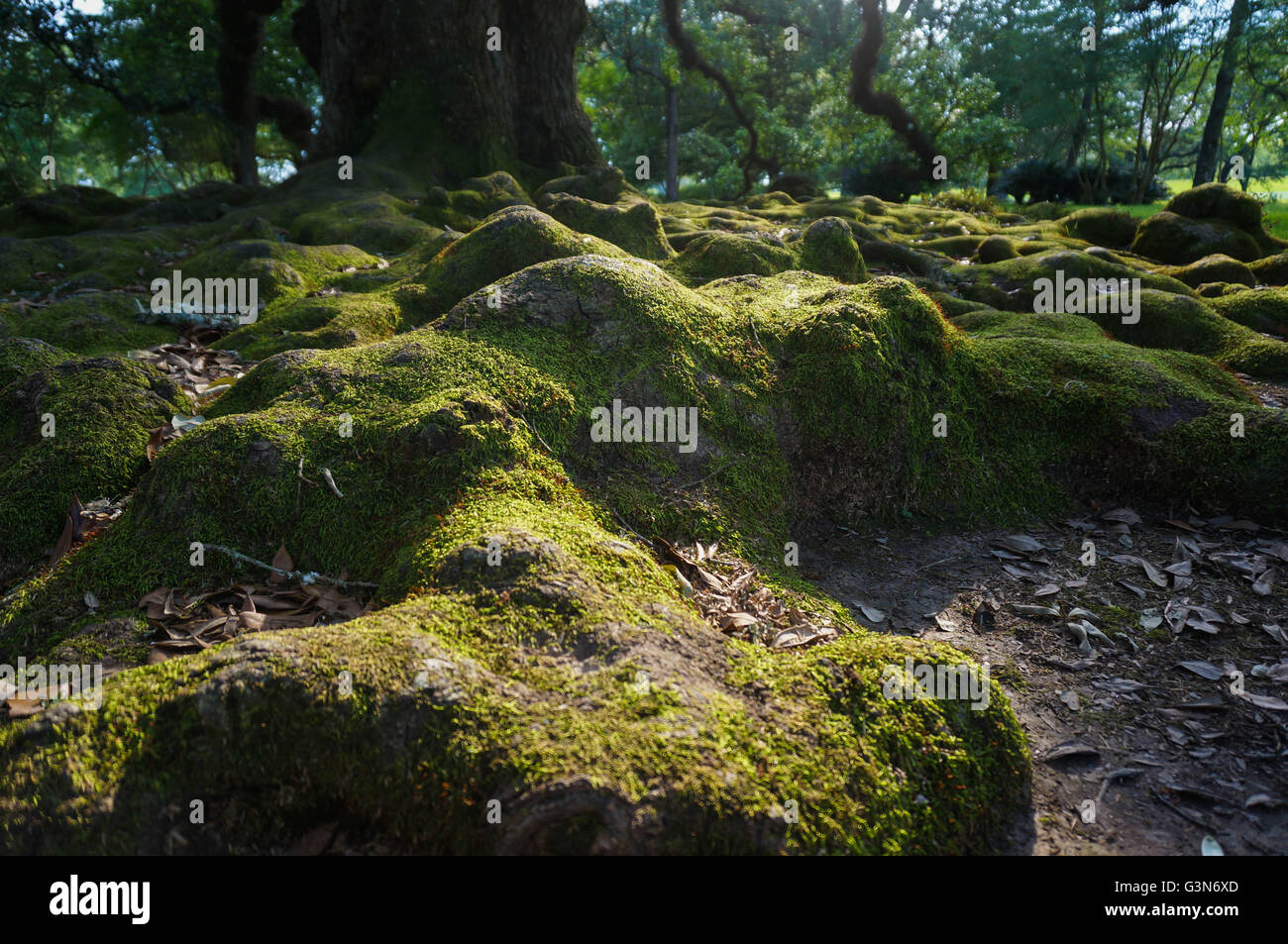 The roots of Virginia Live Oak Trees at Oak Alley Plantation, Louisiana ...