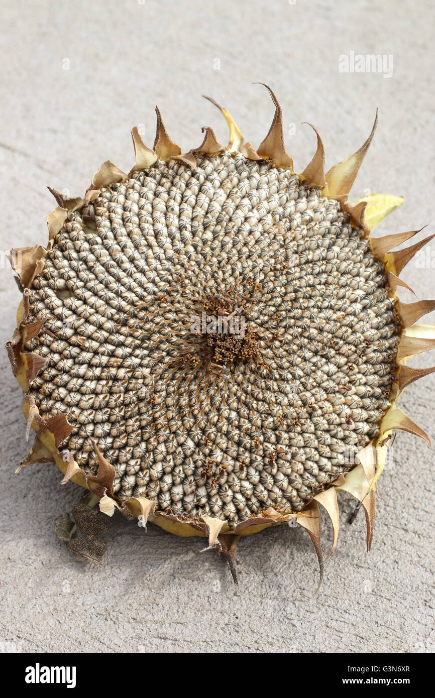 Close up of Fresh sunflower seeds on sunflower seed crown Stock Photo ...