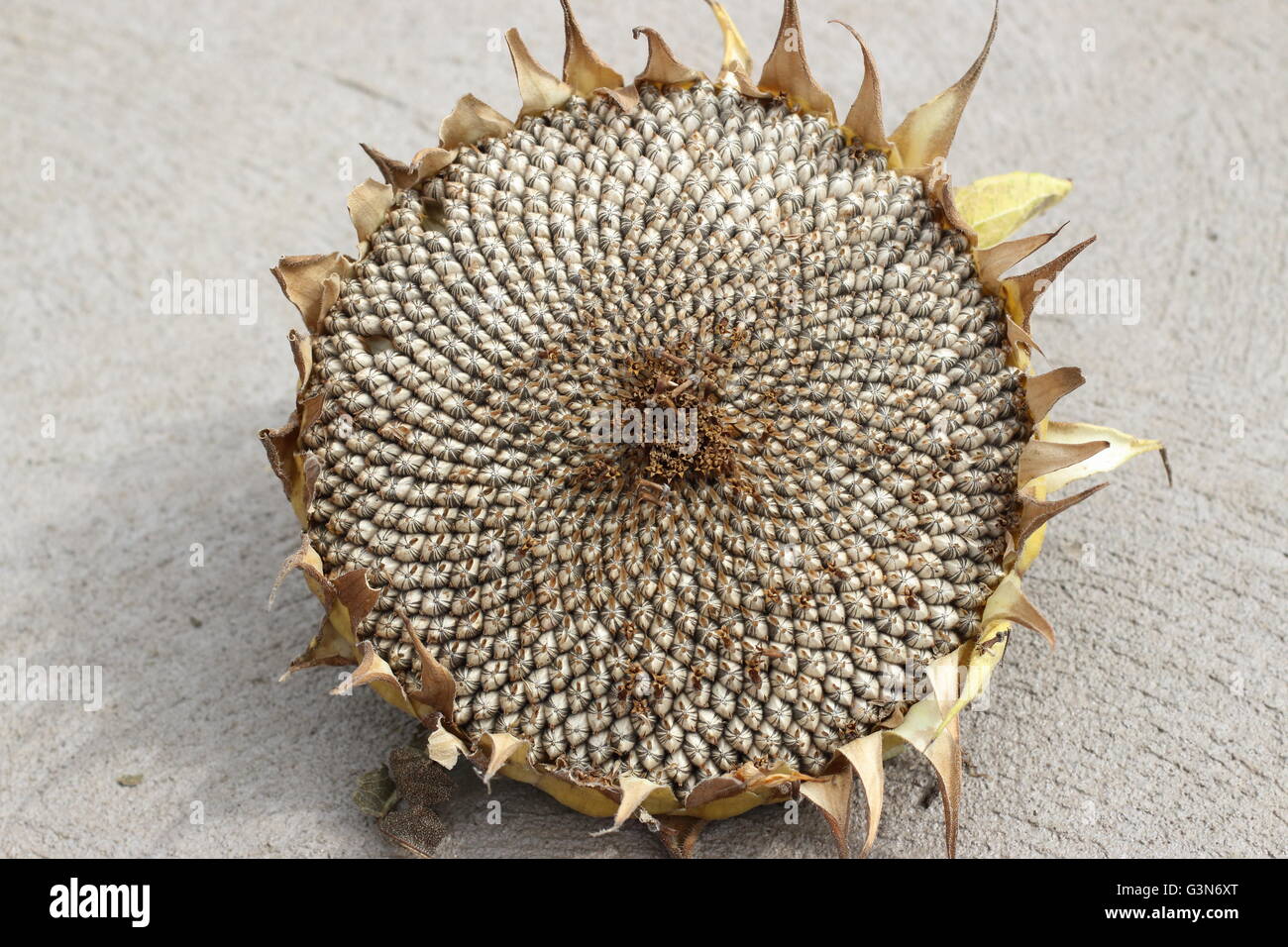 Close up of Fresh sunflower seeds on sunflower seed crown Stock Photo ...